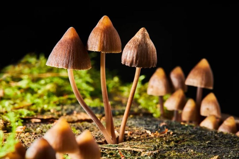 The 10 Strongest Mushroom Strains, Ranked By Potency | My Supply Co.